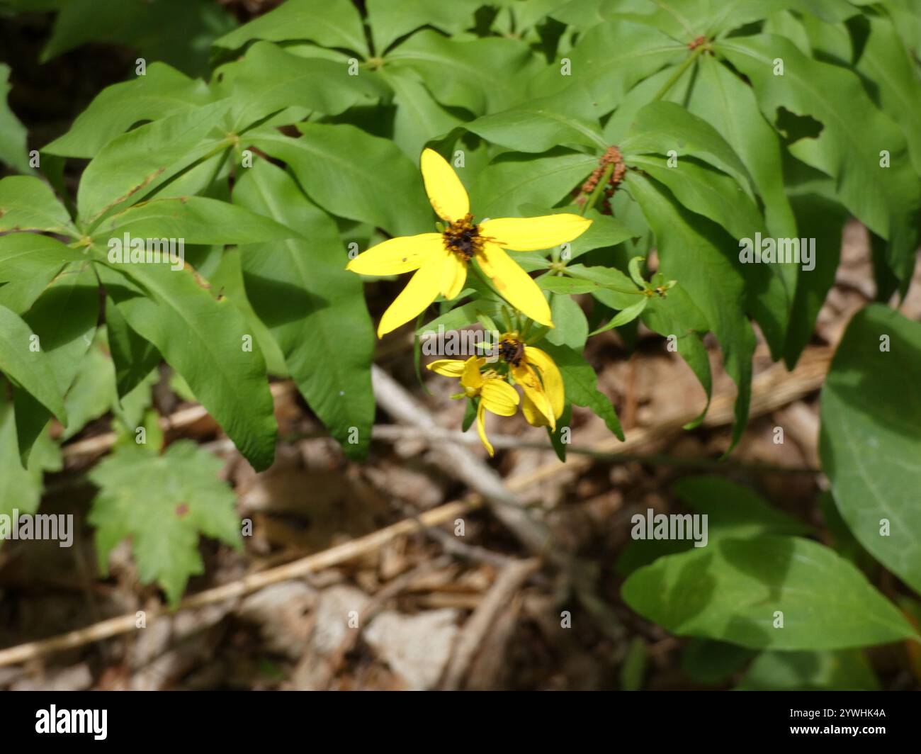 Greater Tickseed (Coreopsis major Stock Photo - Alamy