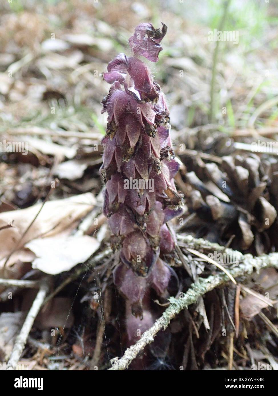 Common Toothwort (Lathraea squamaria Stock Photo - Alamy