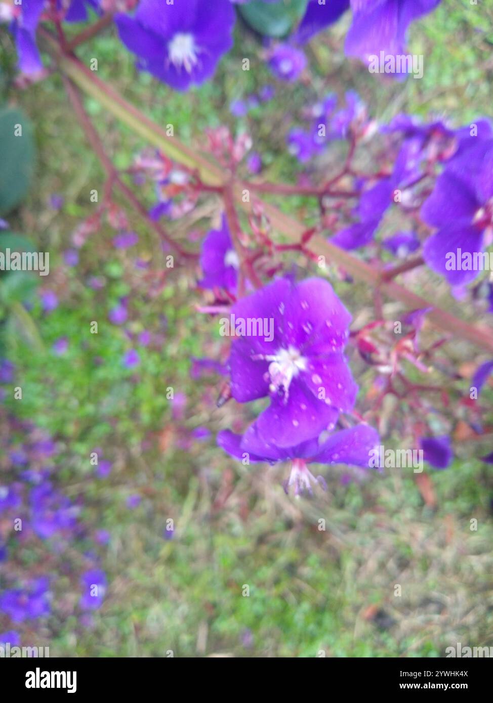 silverleafed princess flower (Pleroma heteromallum Stock Photo - Alamy