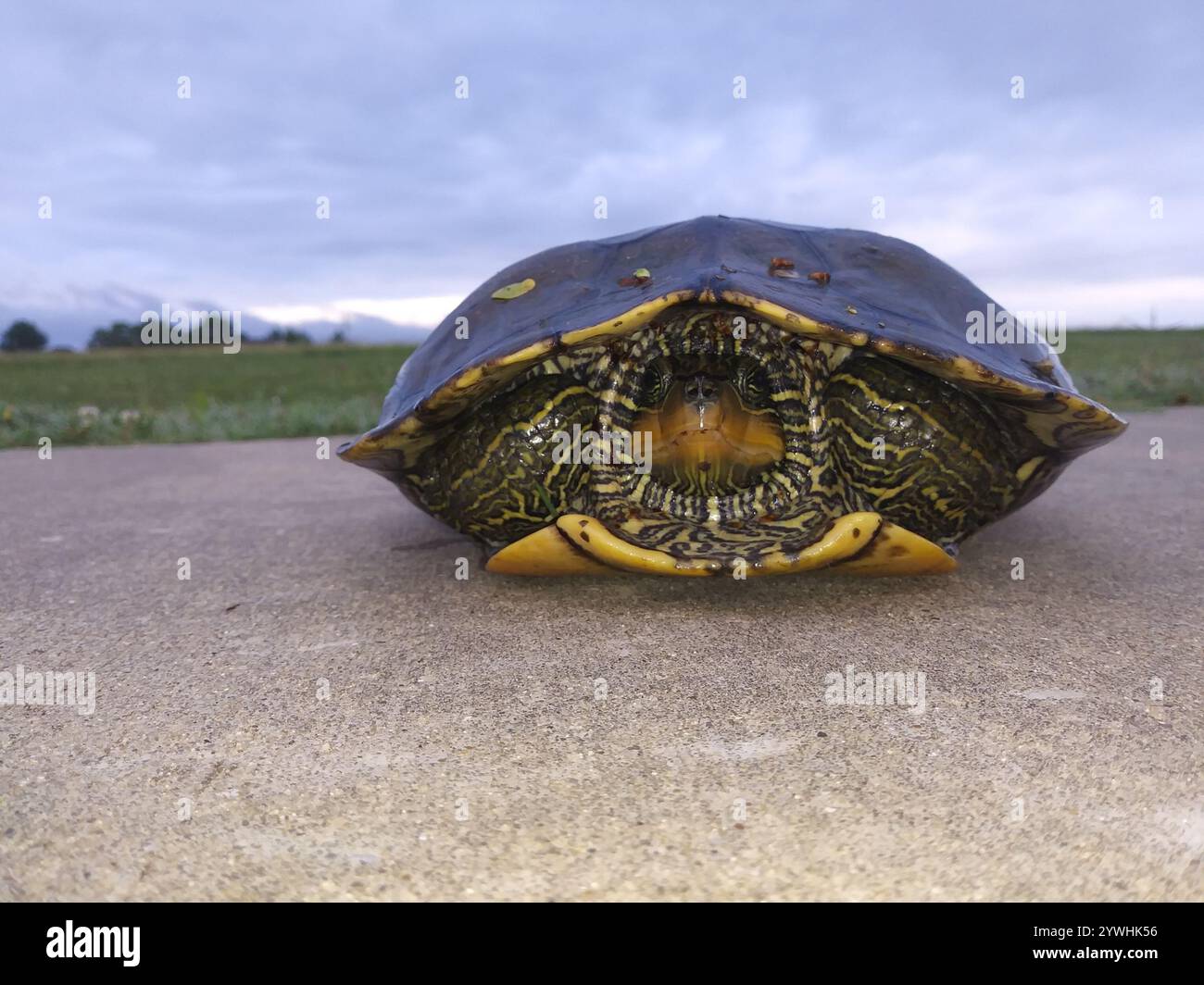 Northern Map Turtle (Graptemys geographica Stock Photo - Alamy