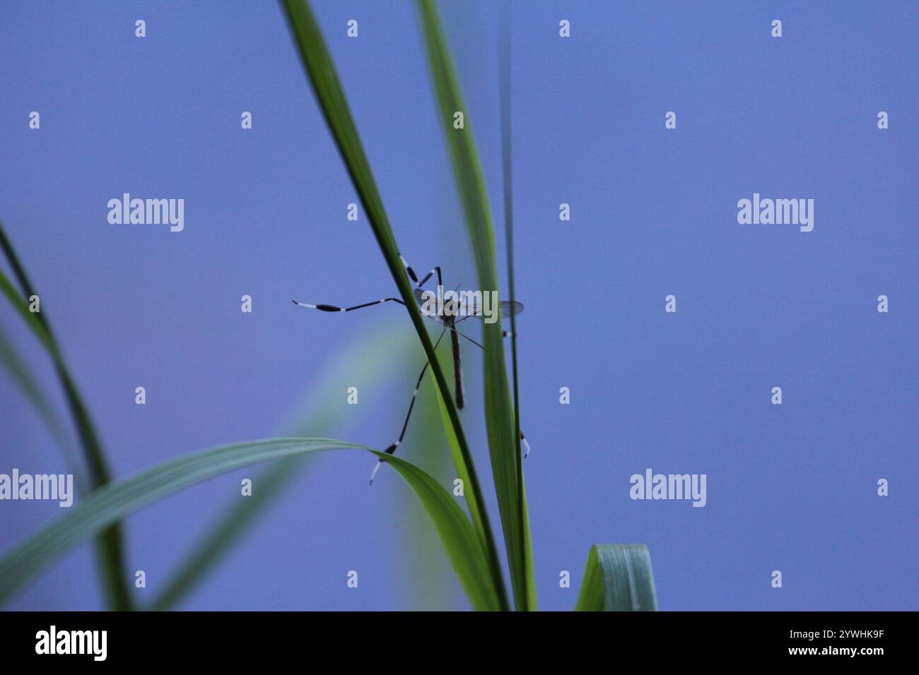 Eastern Phantom Crane Fly (Bittacomorpha clavipes Stock Photo - Alamy