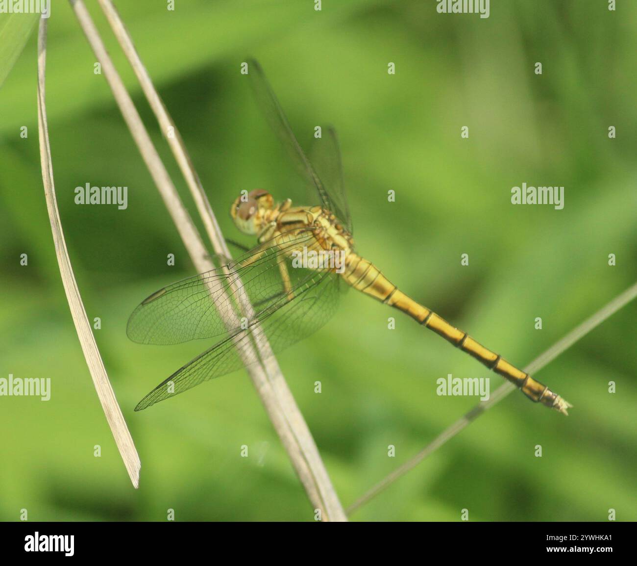 Slender Blue Skimmer (Orthetrum luzonicum Stock Photo - Alamy
