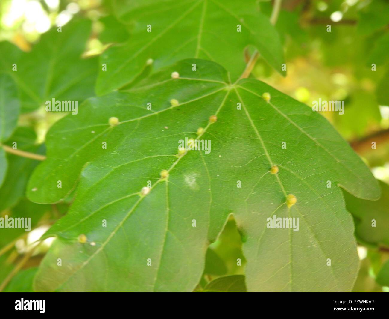 solitary maple leaf gall mite (Aceria macrochela Stock Photo - Alamy