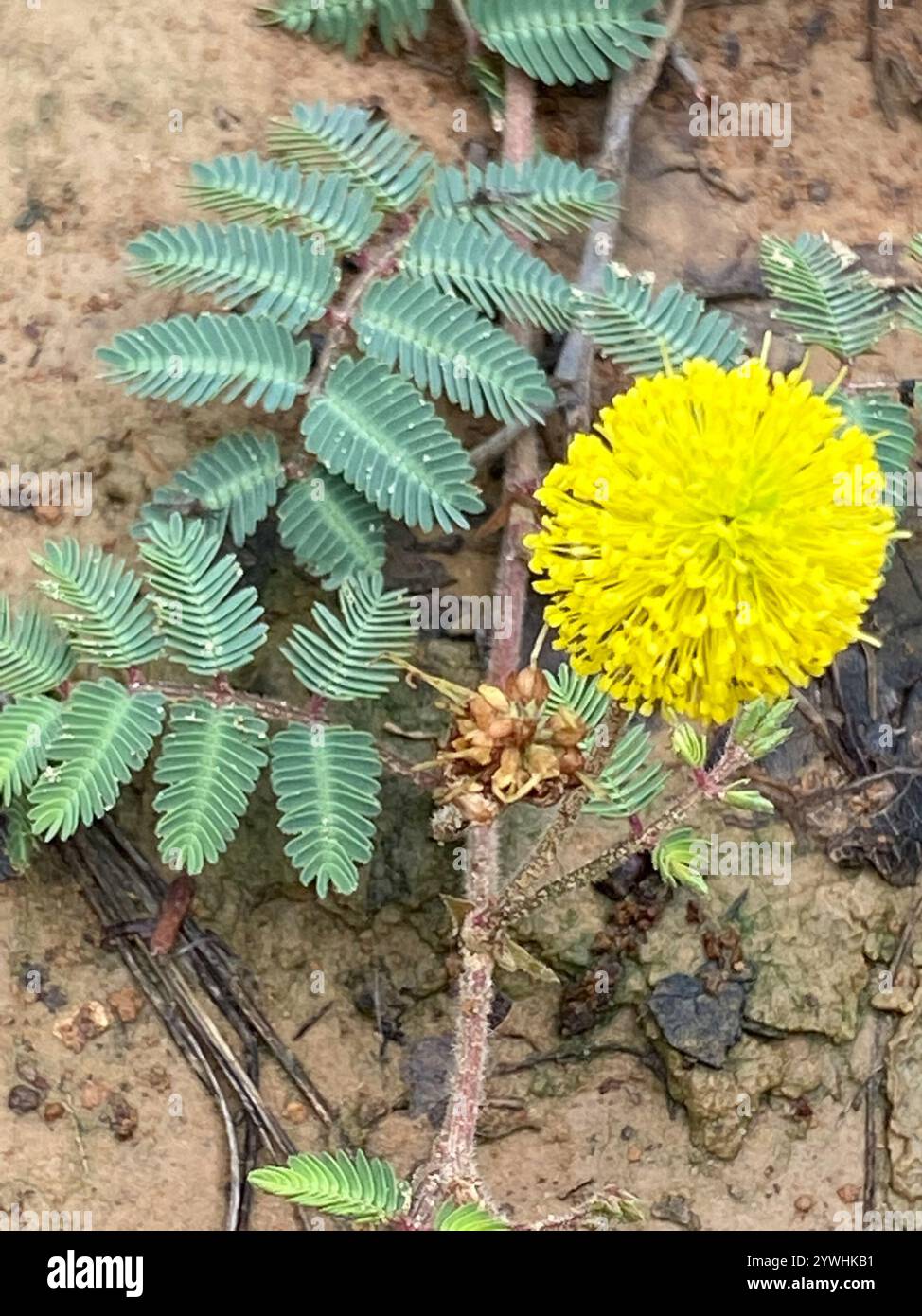 Yellow Puff (Neptunia lutea Stock Photo - Alamy