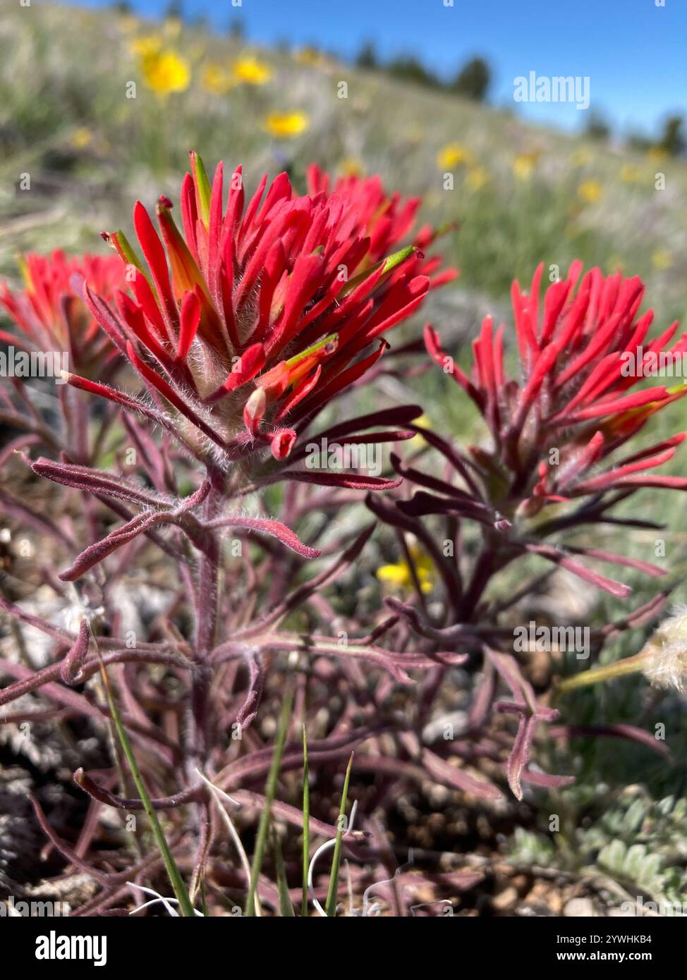 Desert Paintbrush (Castilleja chromosa Stock Photo - Alamy