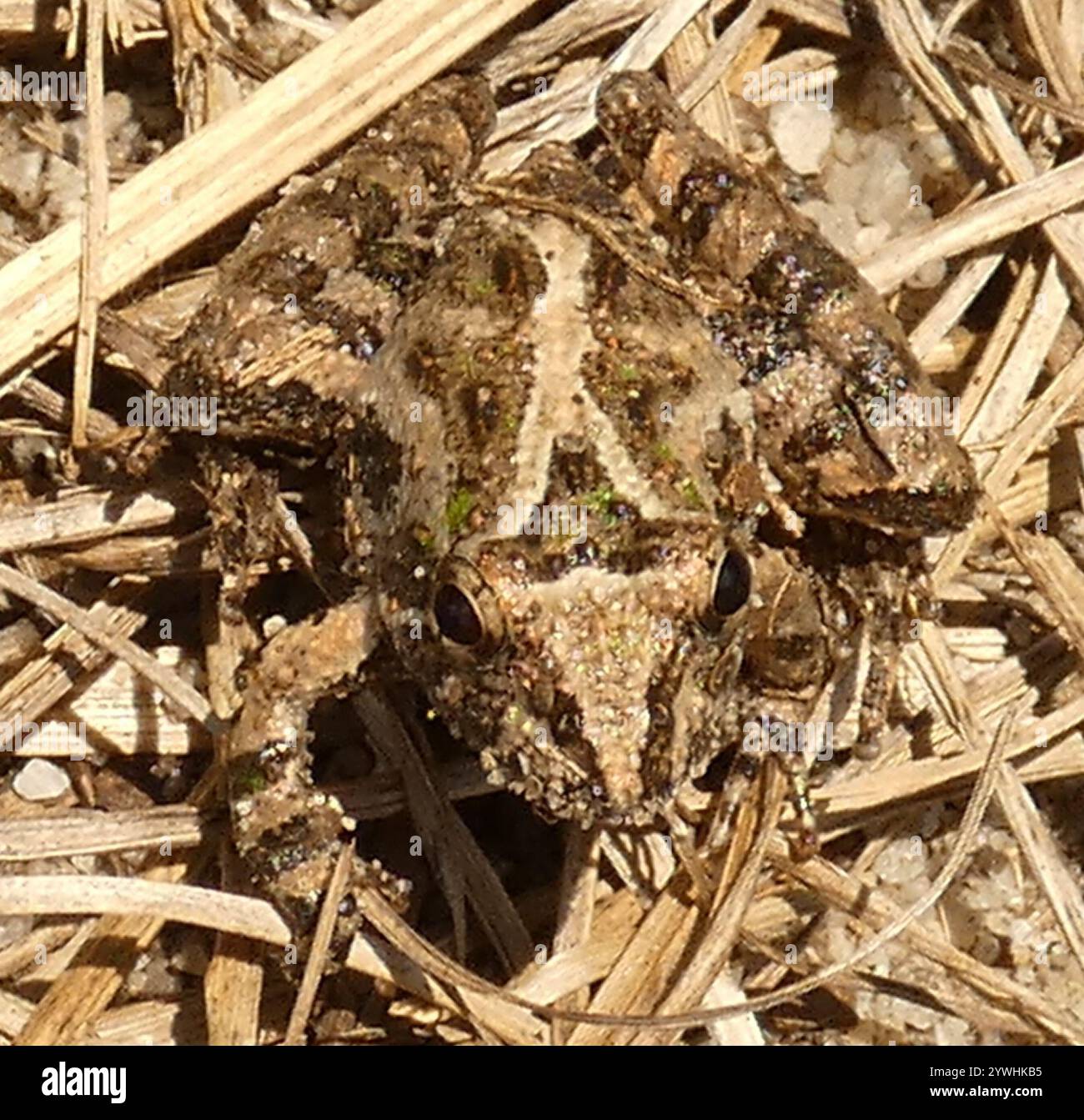 Southern Cricket Frog (Acris gryllus Stock Photo - Alamy