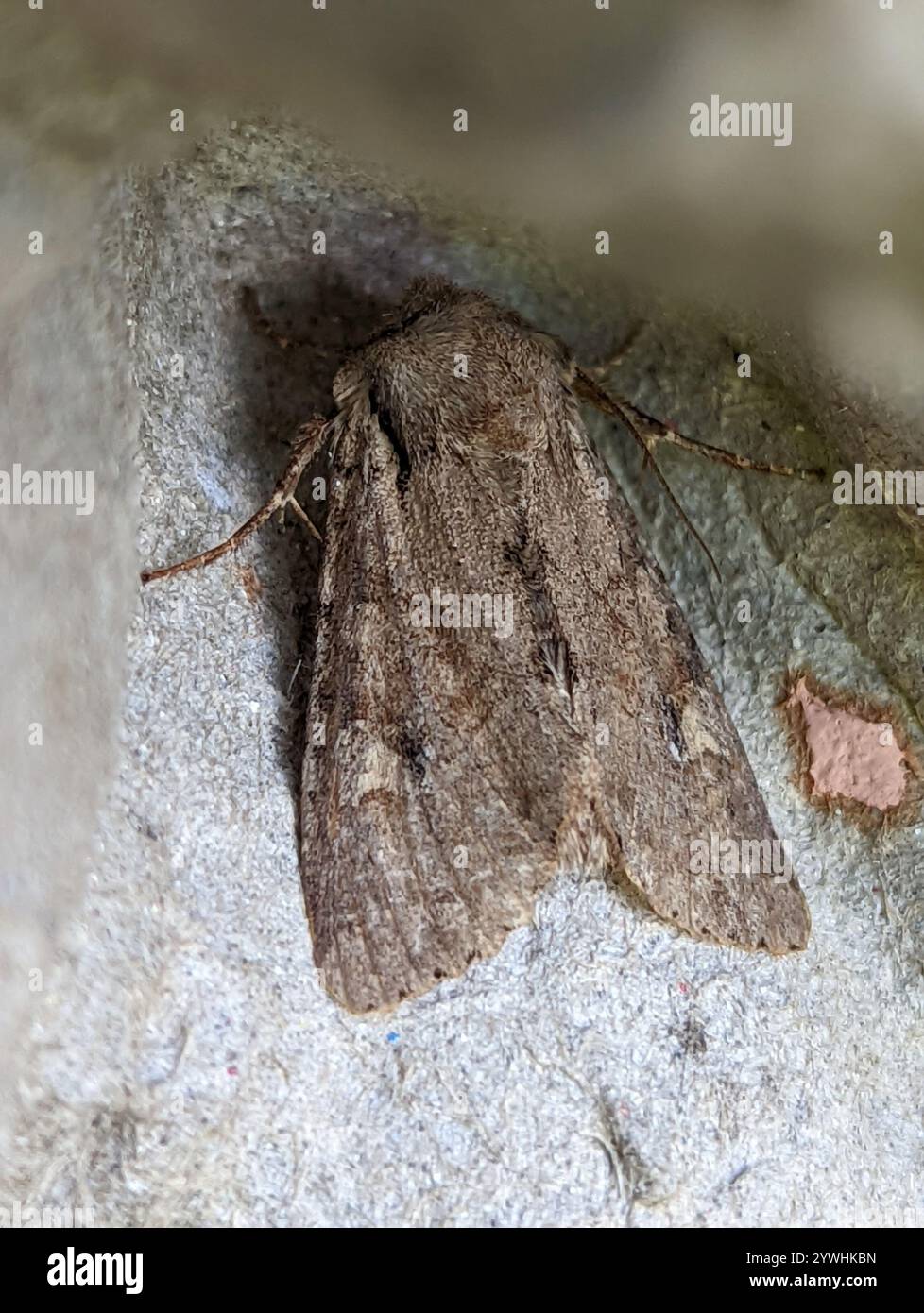 Sordens hi-res stock photography and images - Alamy