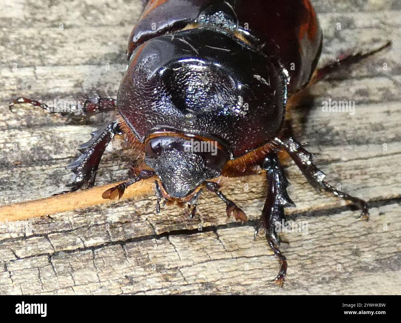 Aloeus Ox Beetle (Strategus aloeus Stock Photo - Alamy