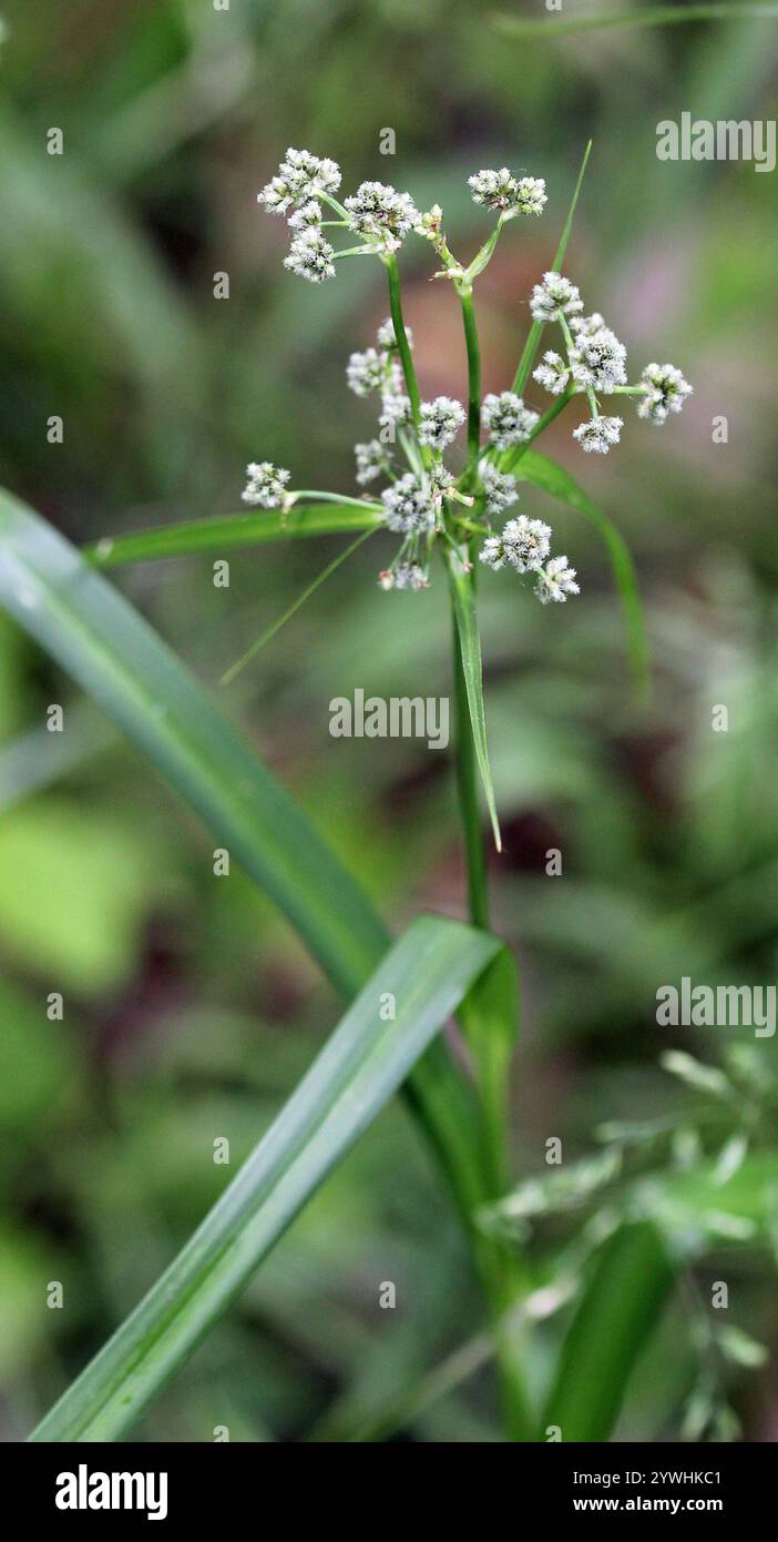 Panicled Bulrush (Scirpus microcarpus Stock Photo - Alamy