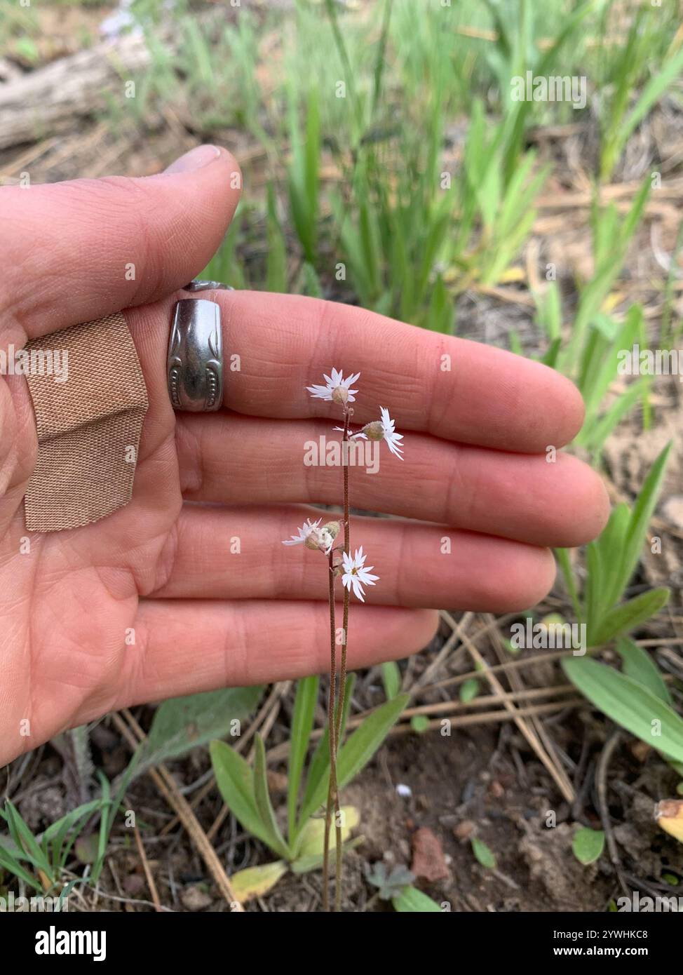 Bulbous woodland star (Lithophragma glabrum Stock Photo - Alamy