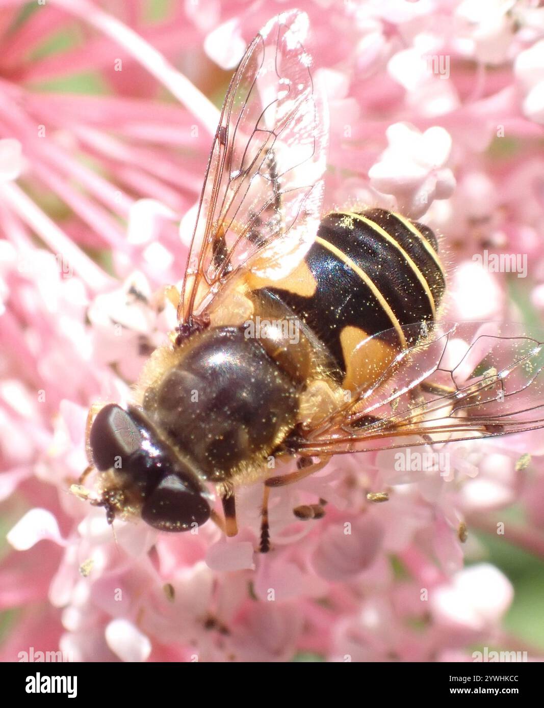 Stripe-winged Drone Fly (Eristalis horticola Stock Photo - Alamy