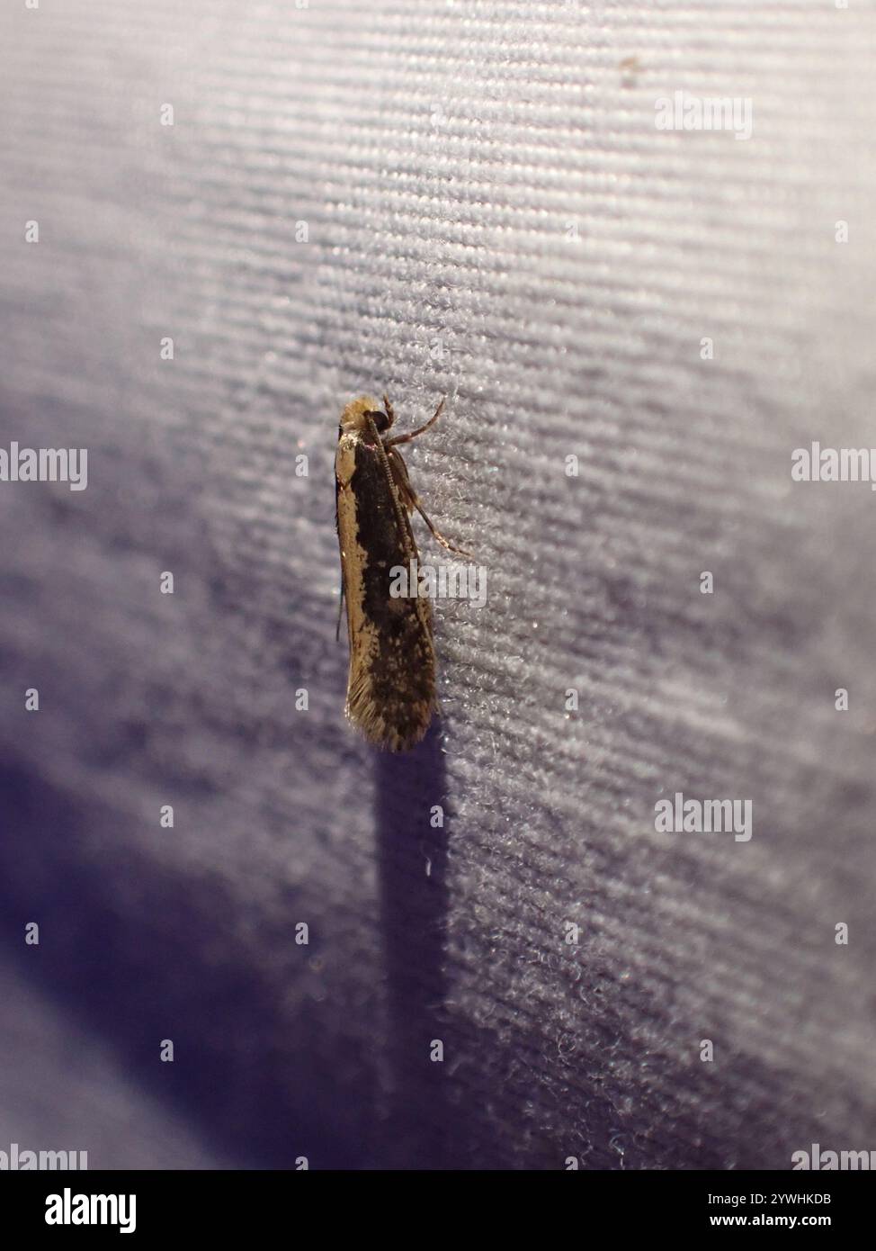 Bird Nest Moth (Monopis crocicapitella Stock Photo - Alamy