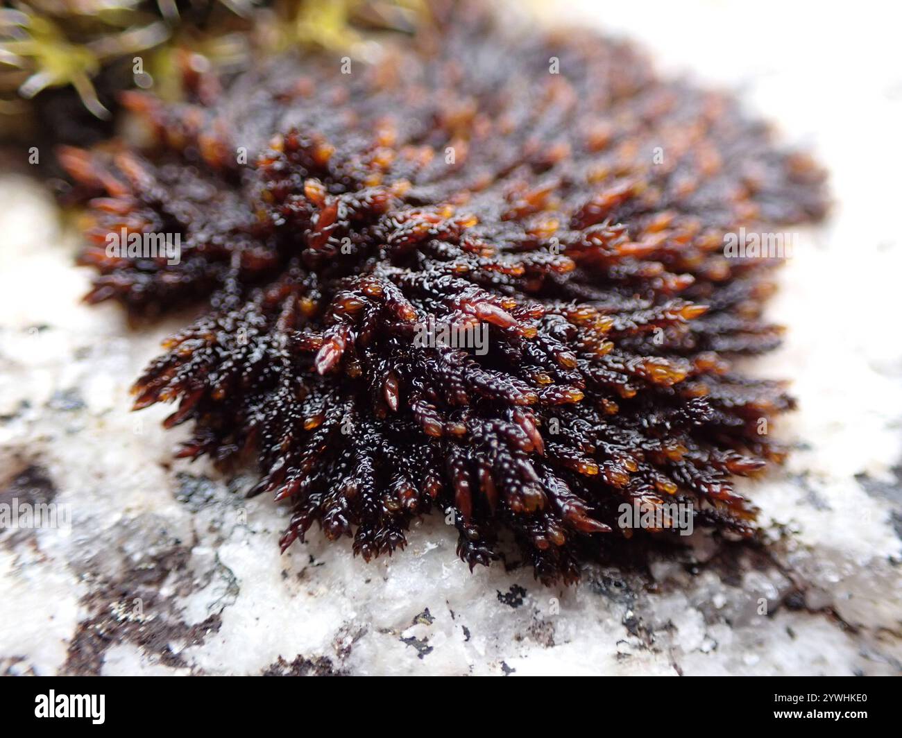 Black Rock Moss (Andreaea rupestris Stock Photo - Alamy