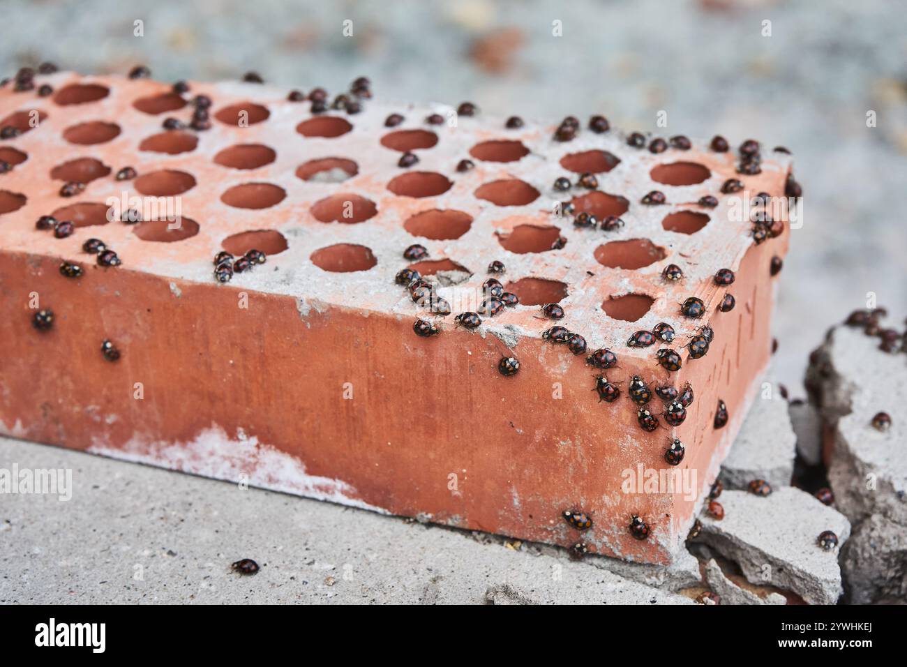 ladybug insect invasion. A lot of coccinellids, infestation of beetles ...