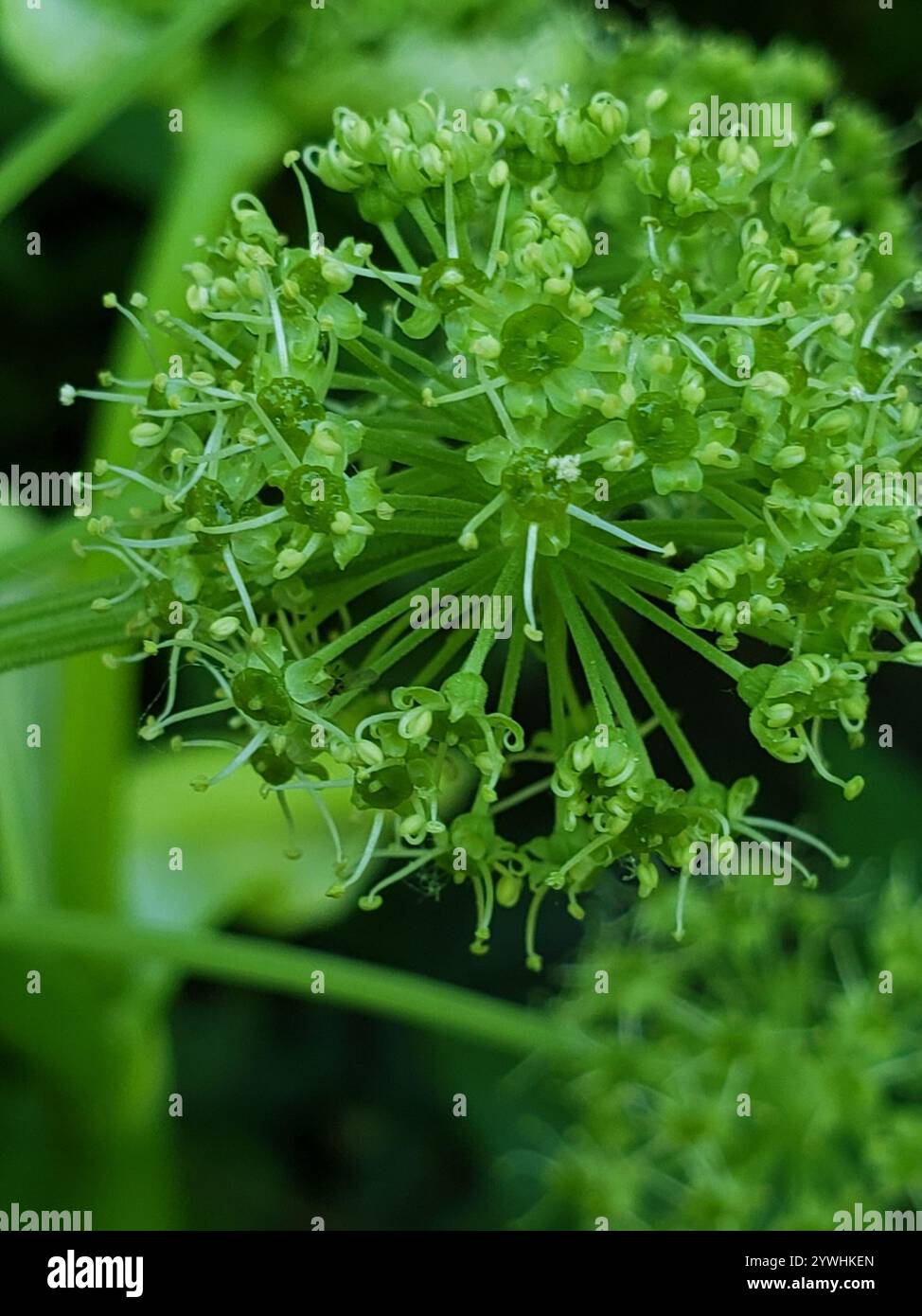 purple-stemmed angelica (Angelica atropurpurea Stock Photo - Alamy