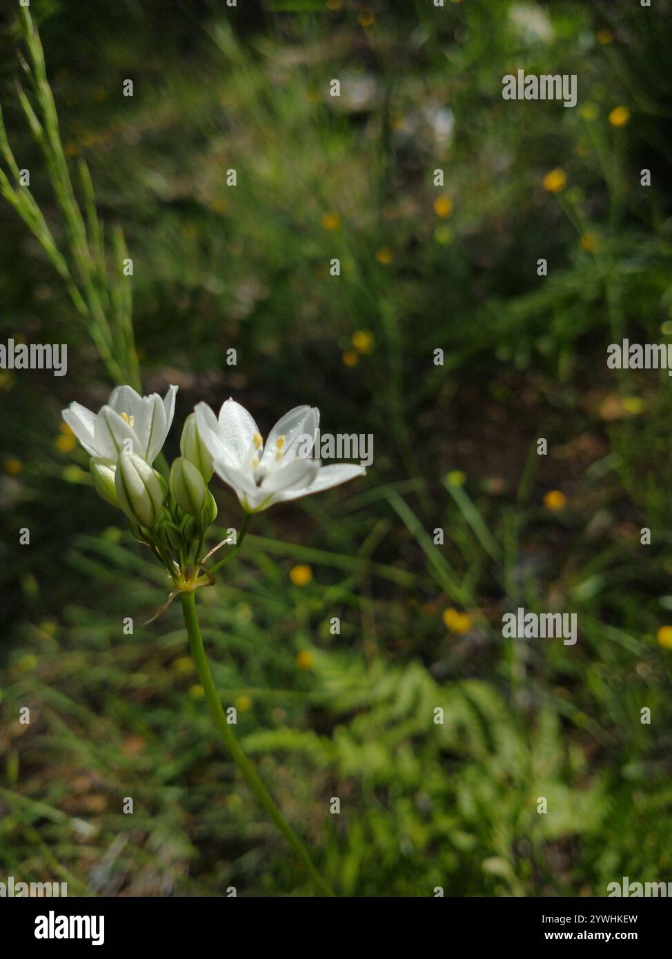 white brodiaea (Triteleia hyacinthina Stock Photo - Alamy