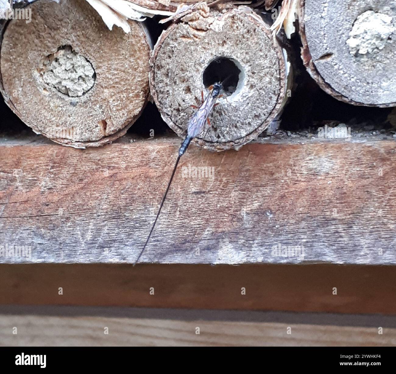 Rhyssa hi-res stock photography and images - Alamy