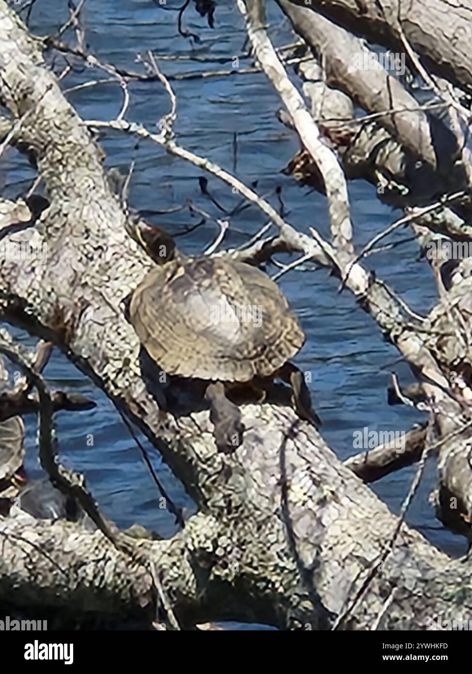 Pond Slider (Trachemys scripta Stock Photo - Alamy