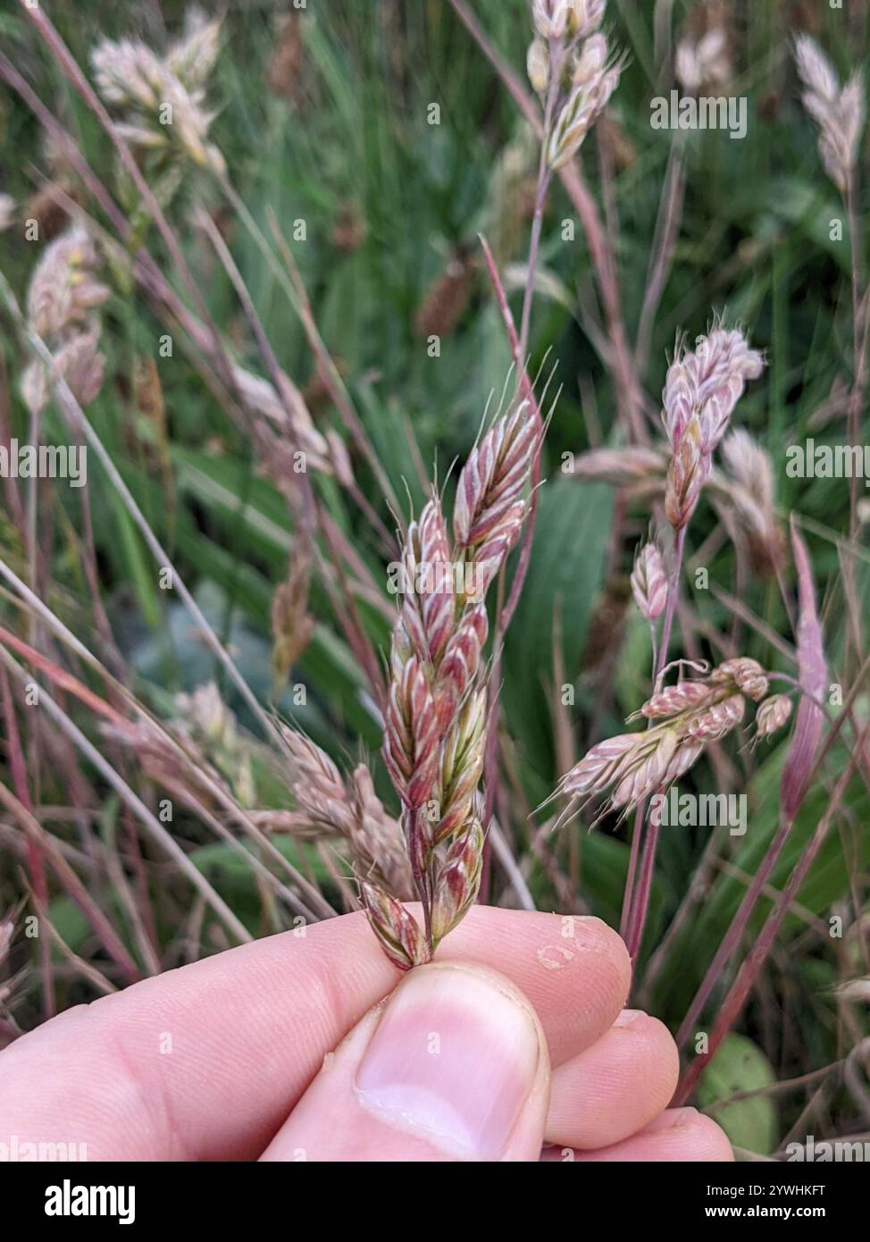 common soft brome (Bromus hordeaceus Stock Photo - Alamy