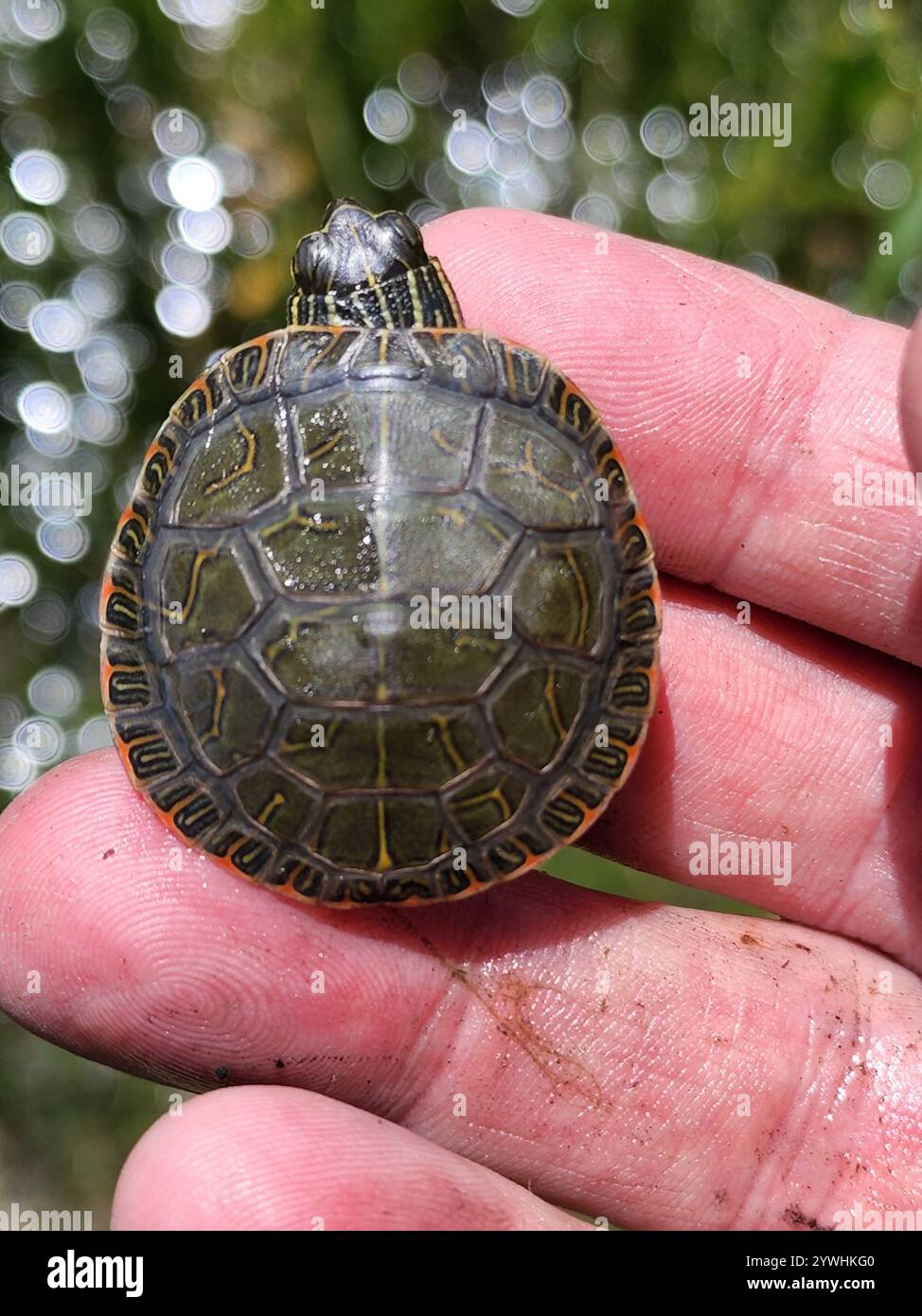 Painted Turtle (Chrysemys picta Stock Photo - Alamy