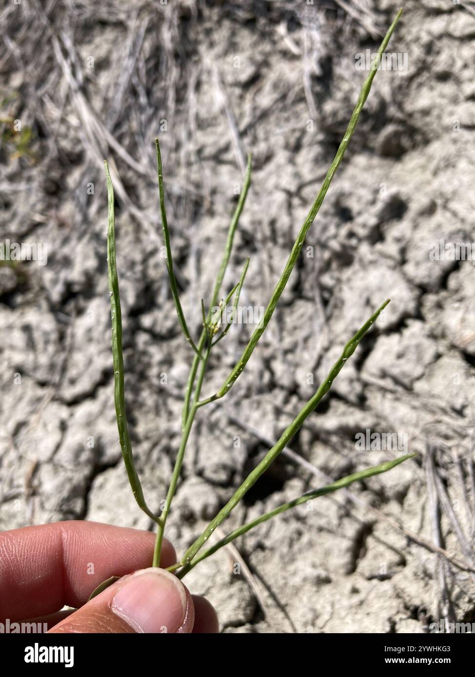 Hare's-ear Mustard (Conringia orientalis Stock Photo - Alamy