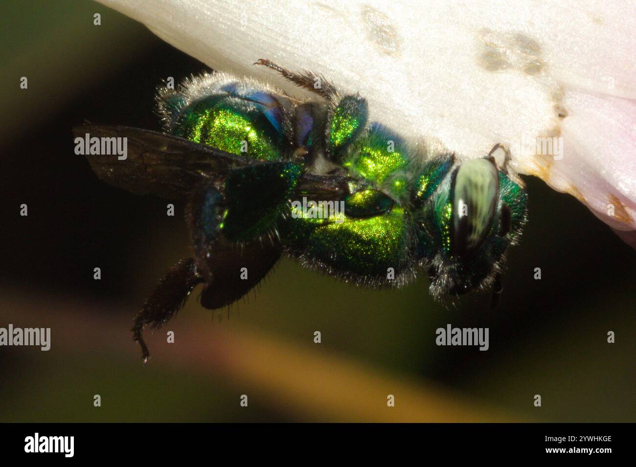Typical Orchid Bees (Euglossa Stock Photo - Alamy