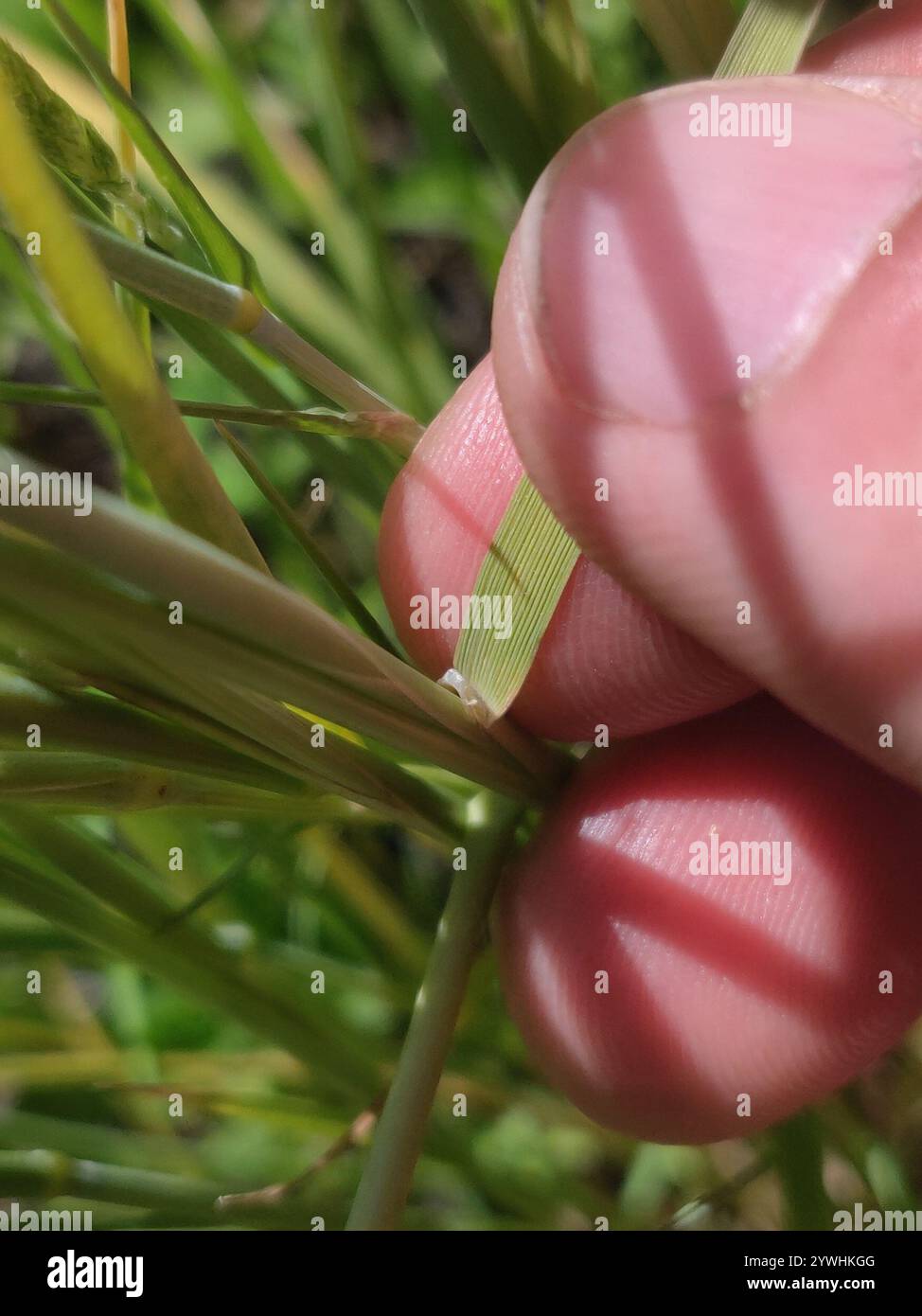 Foxtail grasses (Alopecurus Stock Photo - Alamy