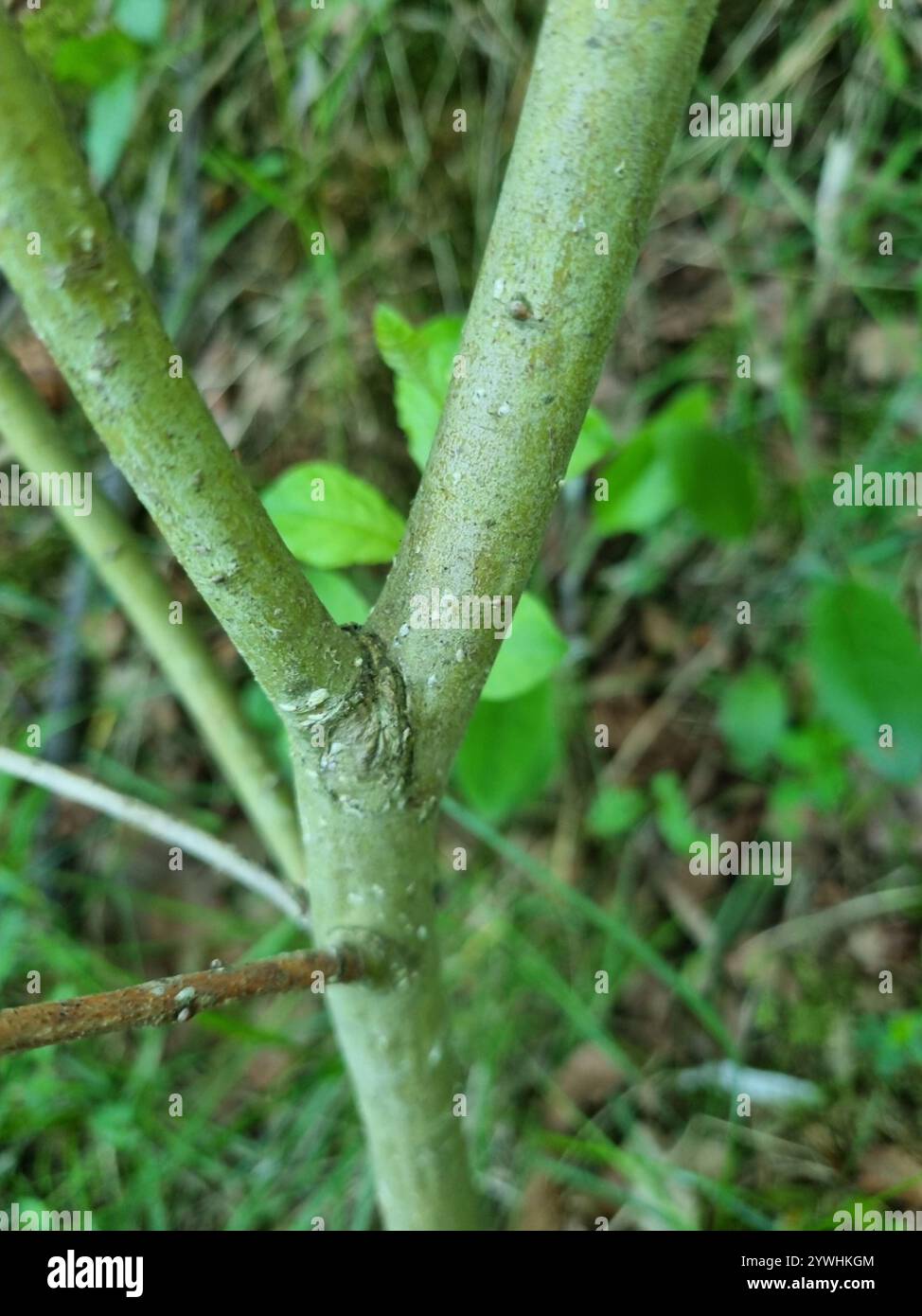 Eared Willow (Salix aurita Stock Photo - Alamy