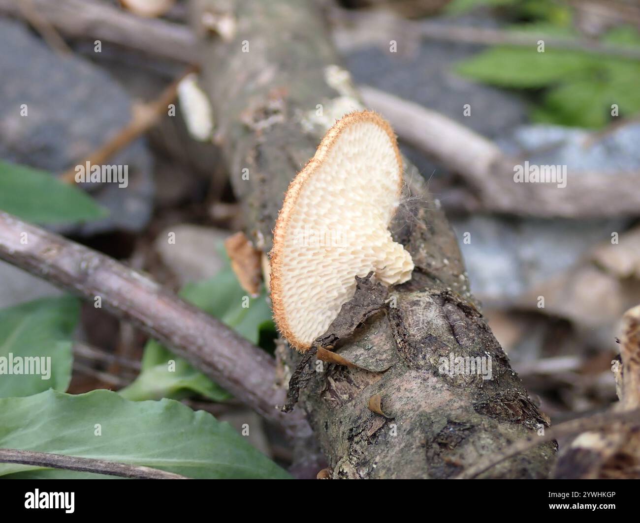 hexagonal-pored polypore (Neofavolus alveolaris Stock Photo - Alamy
