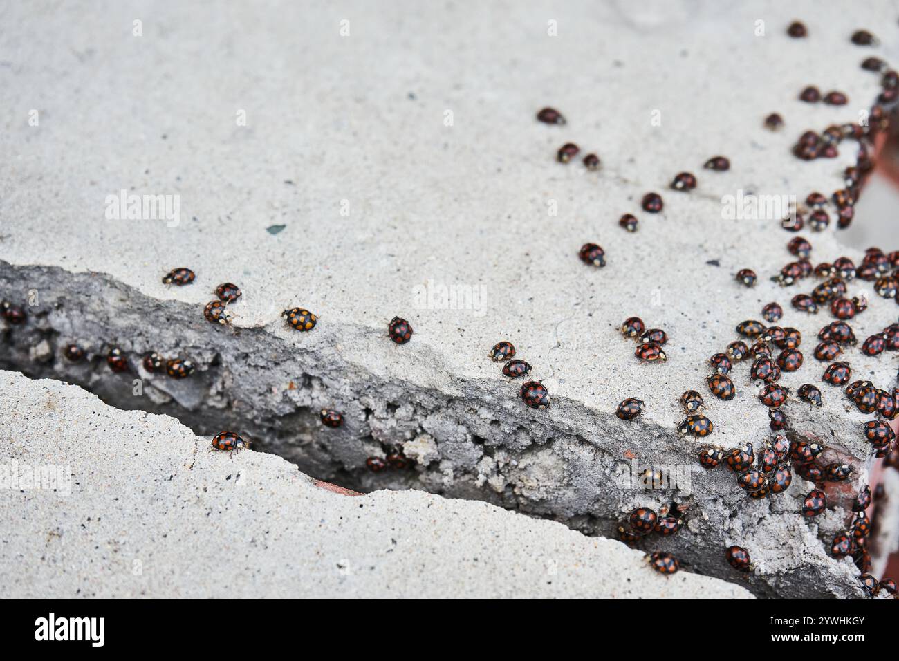 ladybug insect invasion. A lot of coccinellids, infestation of beetles ...