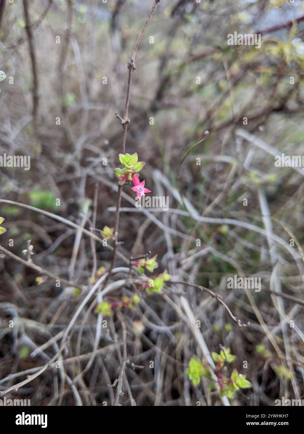 Fuchsia microphylla hi-res stock photography and images - Alamy