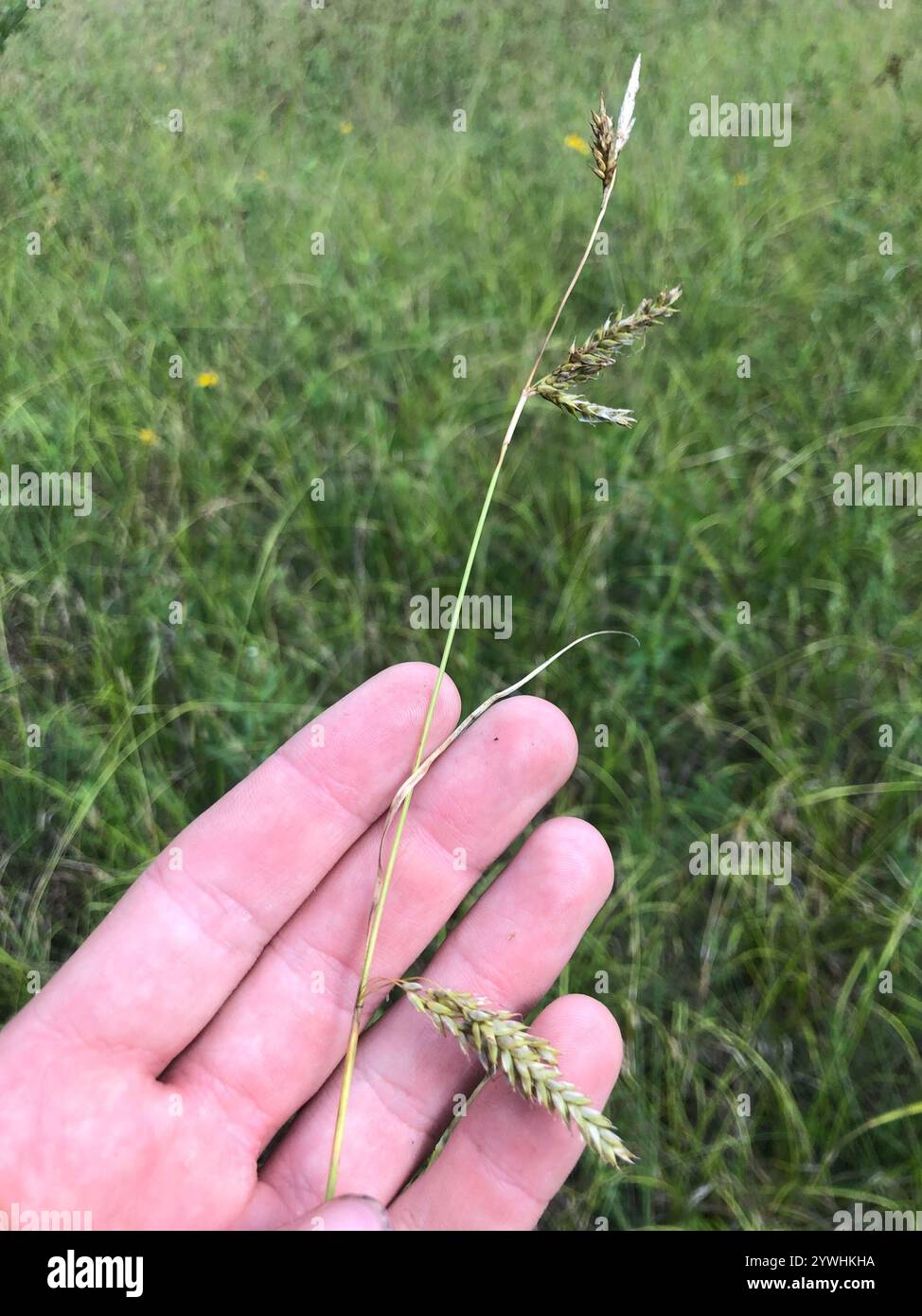Cherokee sedge (Carex cherokeensis Stock Photo - Alamy