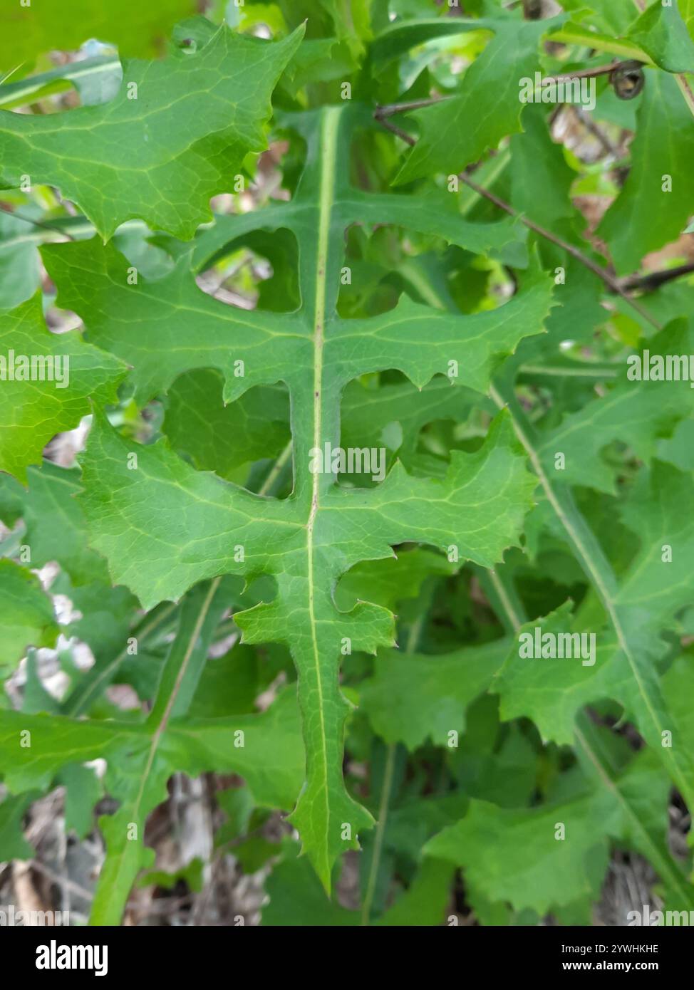 tall blue lettuce (Lactuca biennis Stock Photo - Alamy