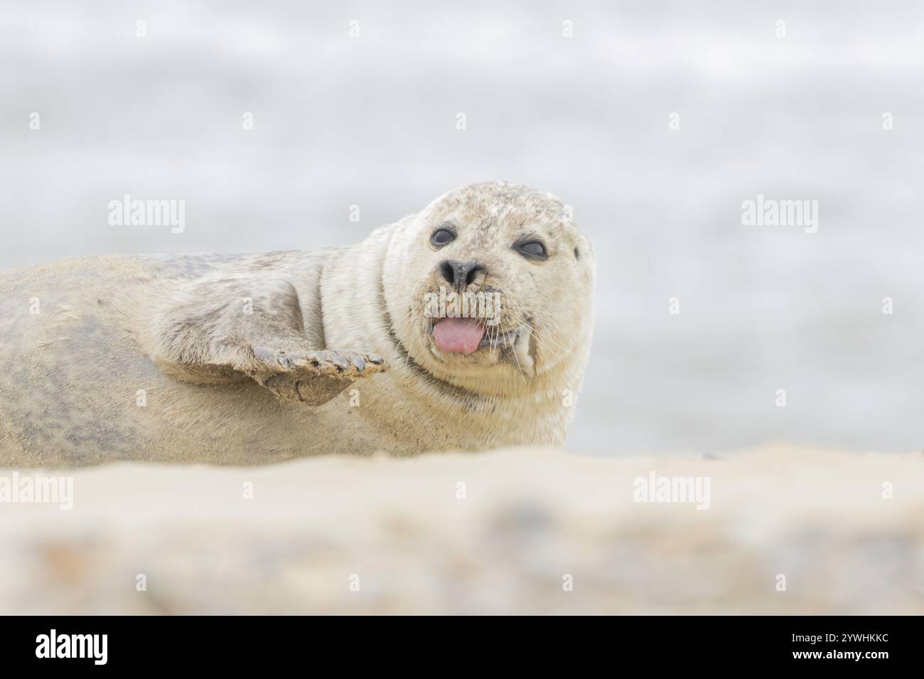 Atlantic county seal hi-res stock photography and images - Alamy
