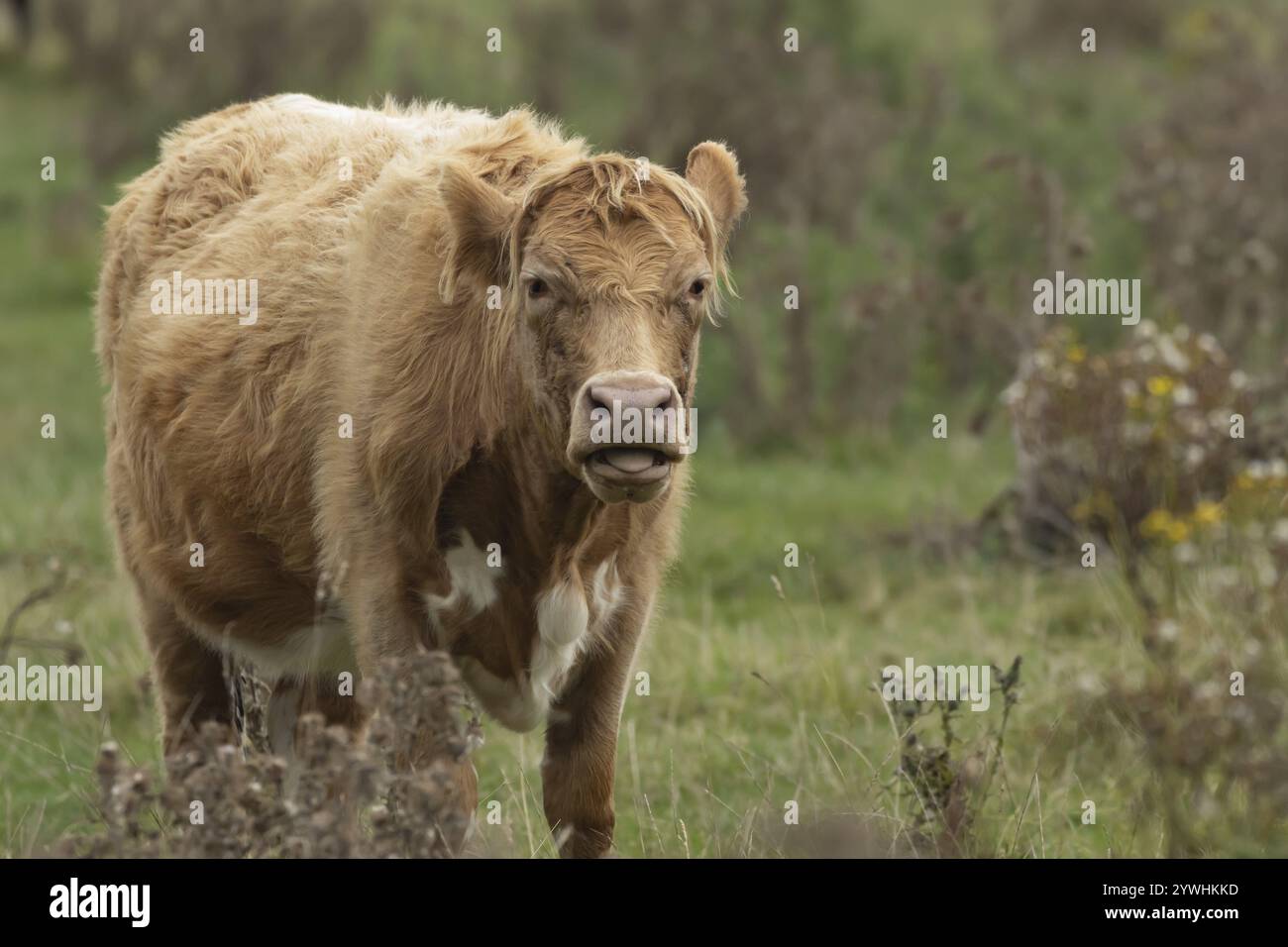 Domesticated cow or cattle (Bos taurus) adult farm animal in a grass ...