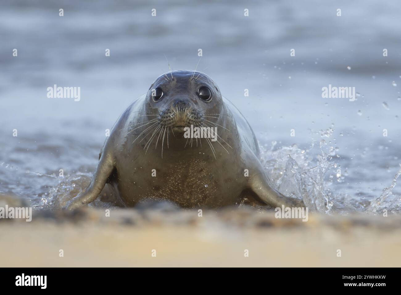 Grey seal (Halichoerus grypus) adult animal emerging from the waves of ...