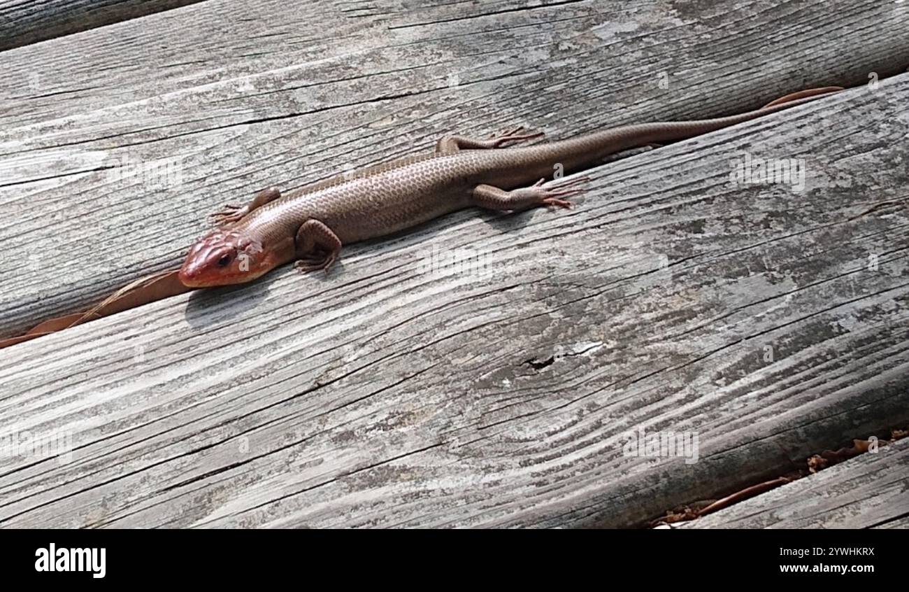 Broad-headed Skink (Plestiodon laticeps Stock Photo - Alamy