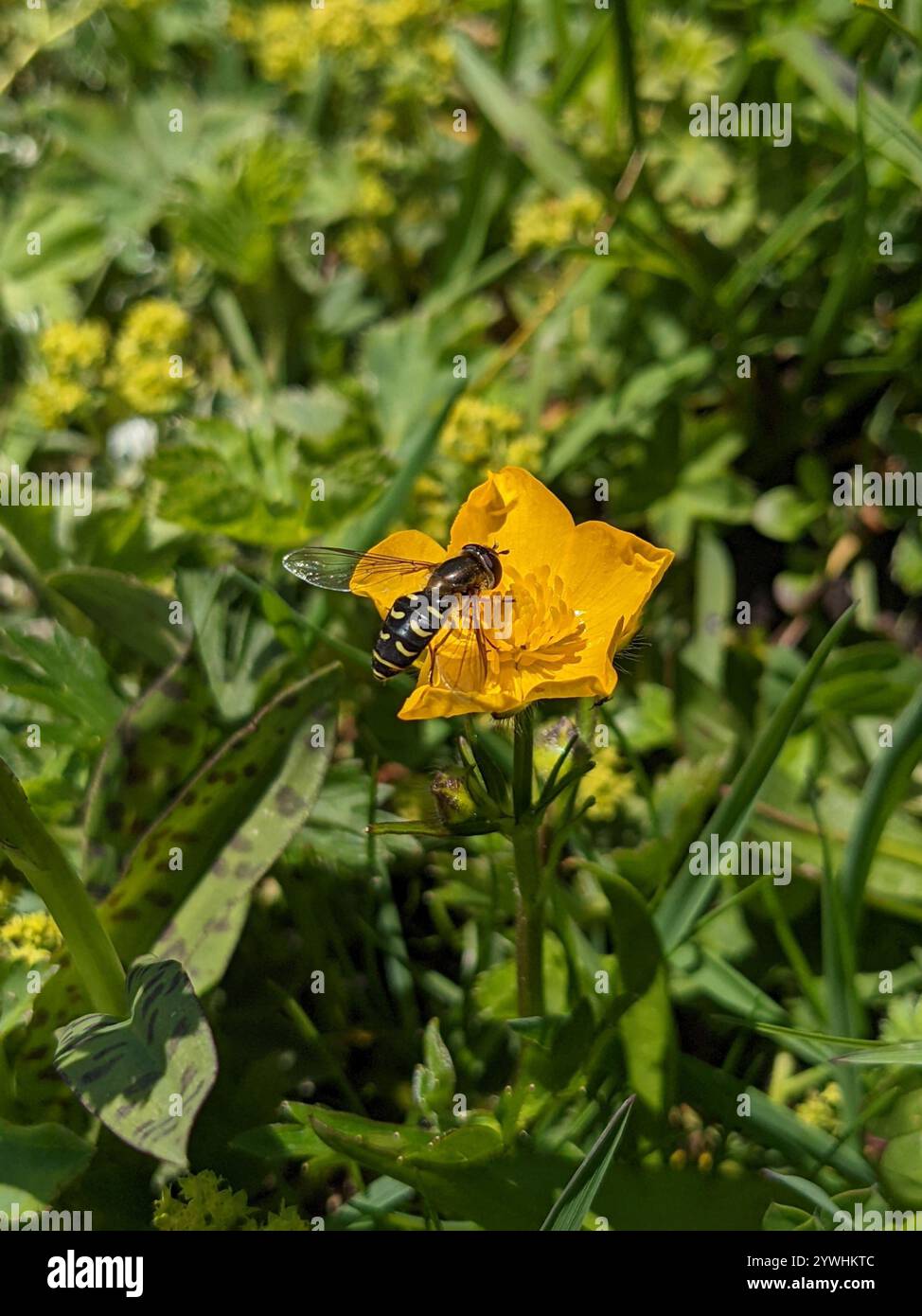 Typical Hover Flies (Syrphinae Stock Photo - Alamy