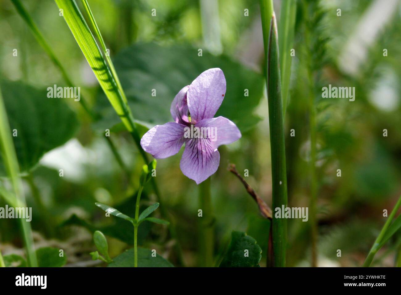 dwarf marsh violet (Viola epipsiloides Stock Photo - Alamy