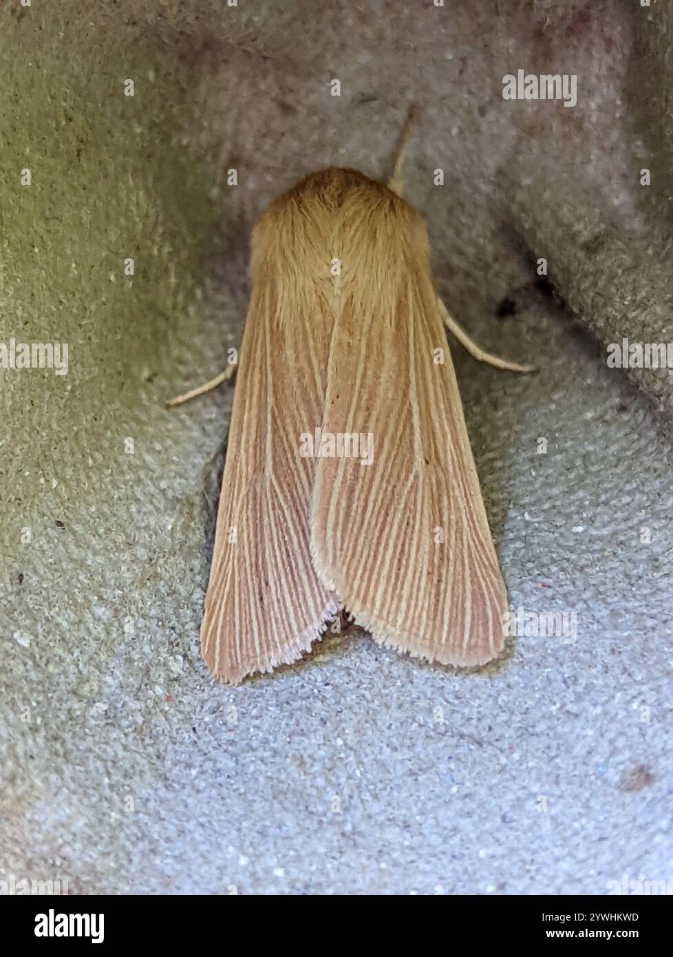 Common Wainscot (Mythimna pallens Stock Photo - Alamy