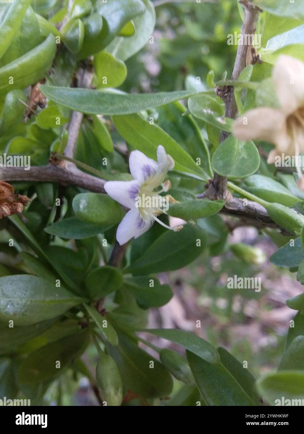 African boxthorn hi-res stock photography and images - Alamy