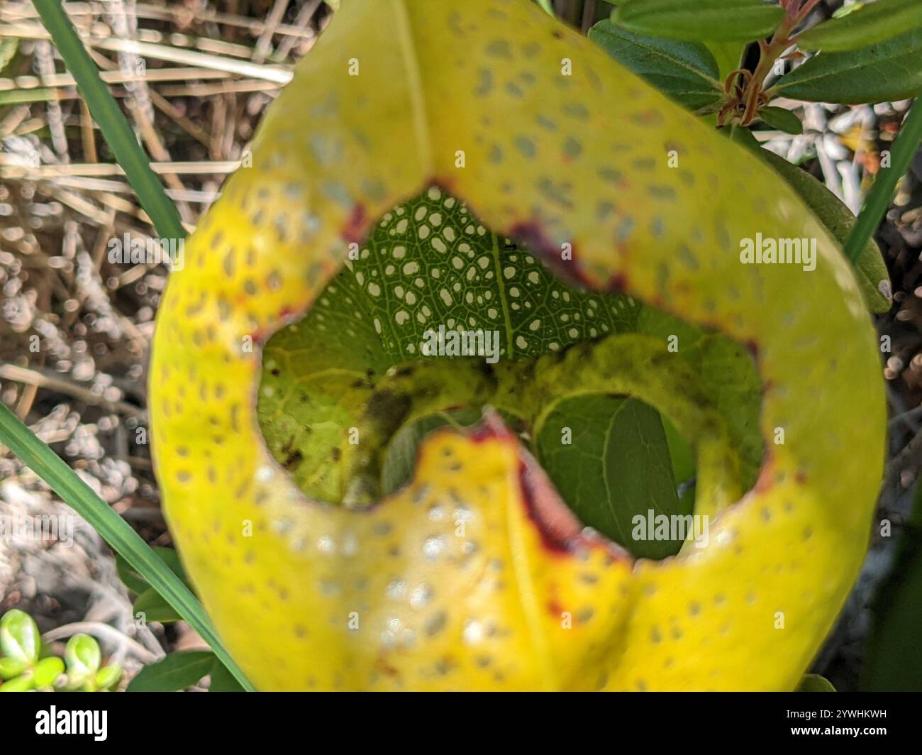 California pitcher plant (Darlingtonia californica Stock Photo - Alamy