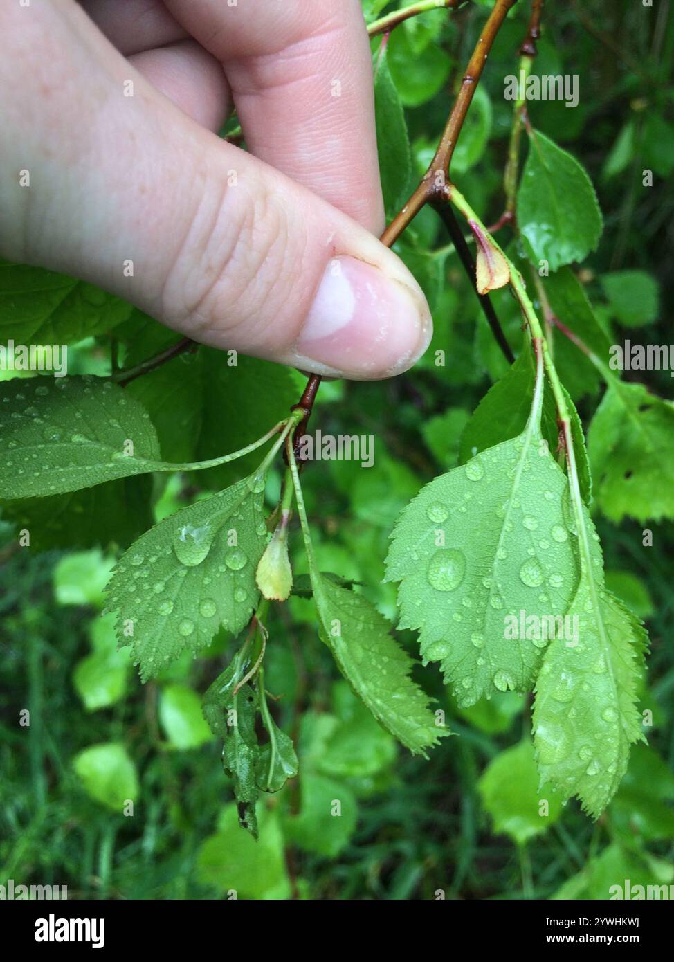 Glabrous-fruit Fireberry Hawthorn (Crataegus chrysocarpa phoeniceoides ...