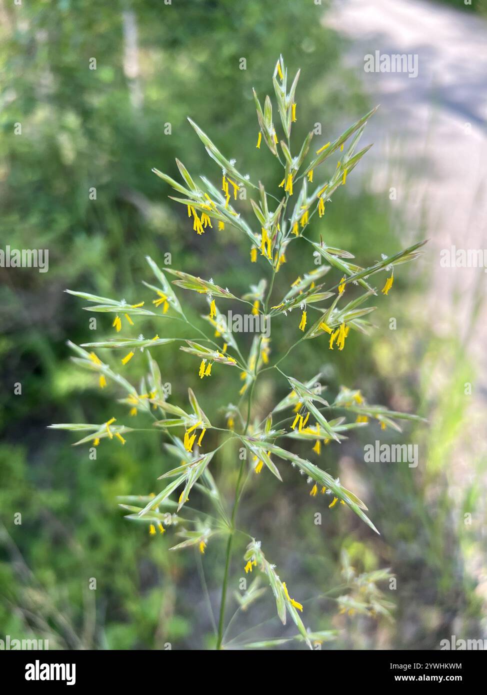 Smooth Brome (Bromus inermis Stock Photo - Alamy