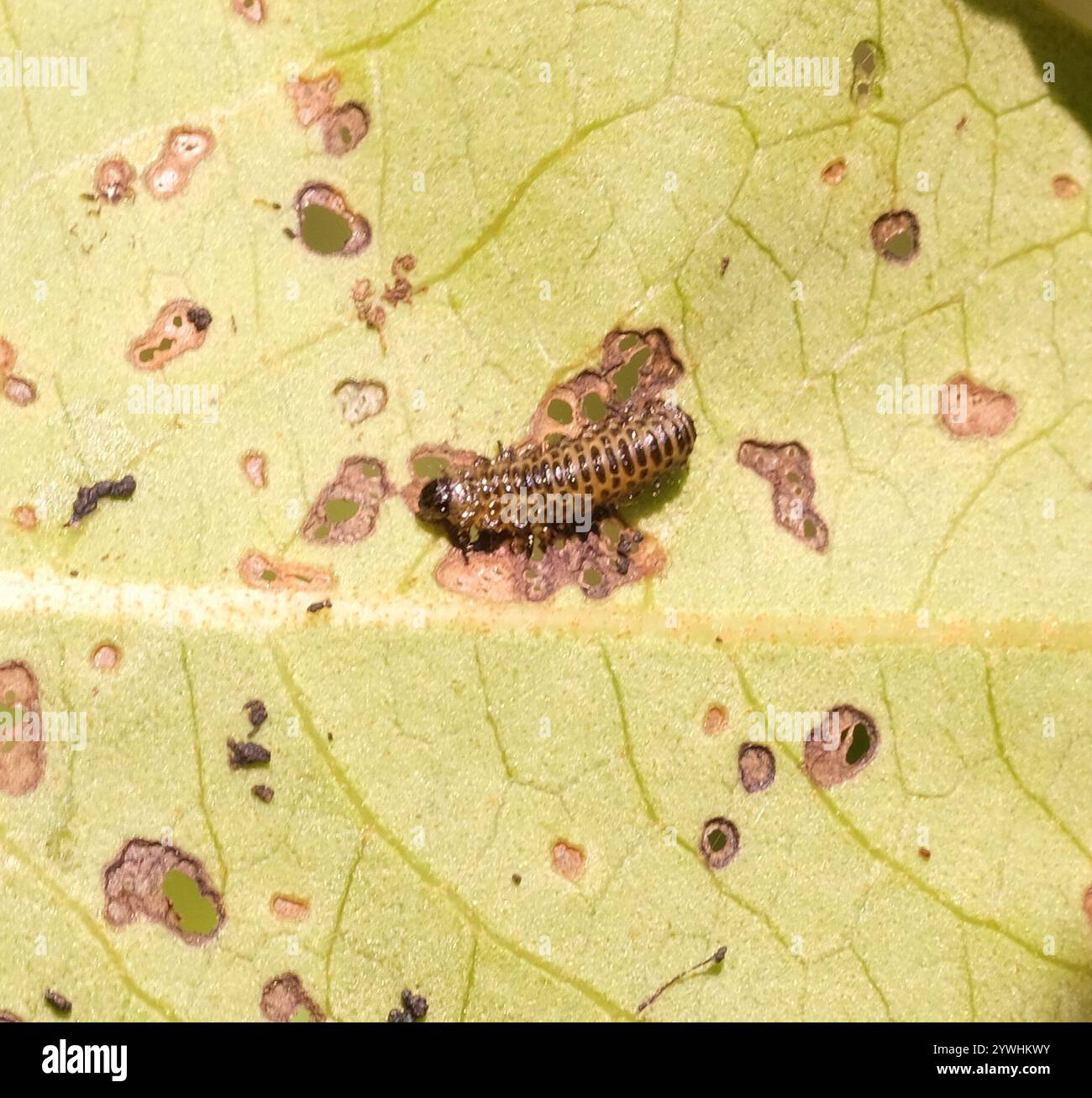 Viburnum Leaf Beetle (Pyrrhalta viburni Stock Photo - Alamy