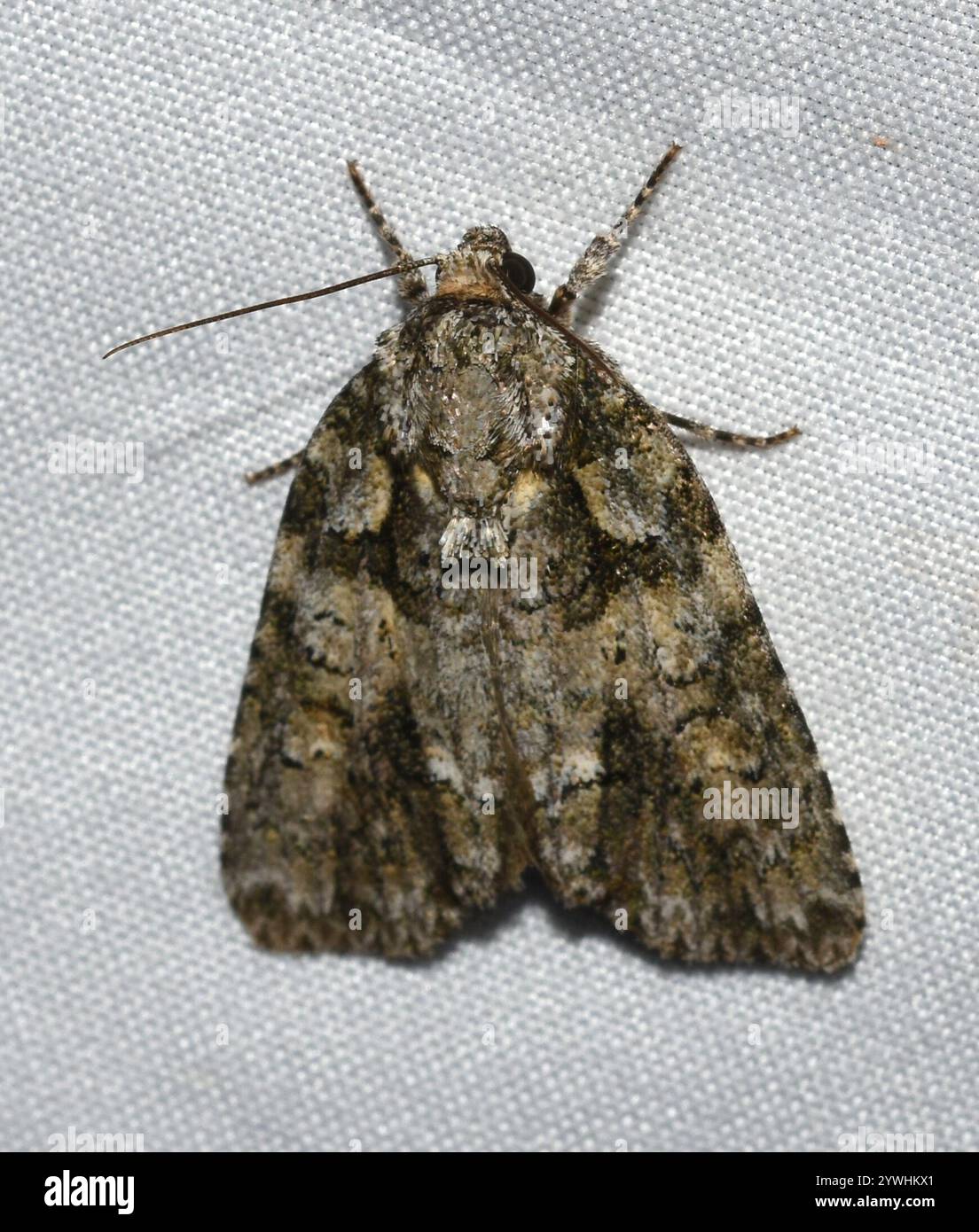 Dagger Moths (Acronicta Stock Photo - Alamy