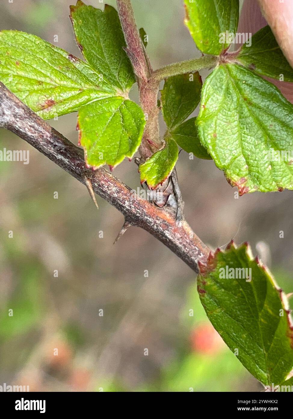Rubus cuneifolius hi-res stock photography and images - Alamy