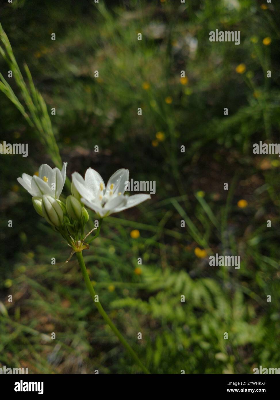White brodiaea hi-res stock photography and images - Alamy