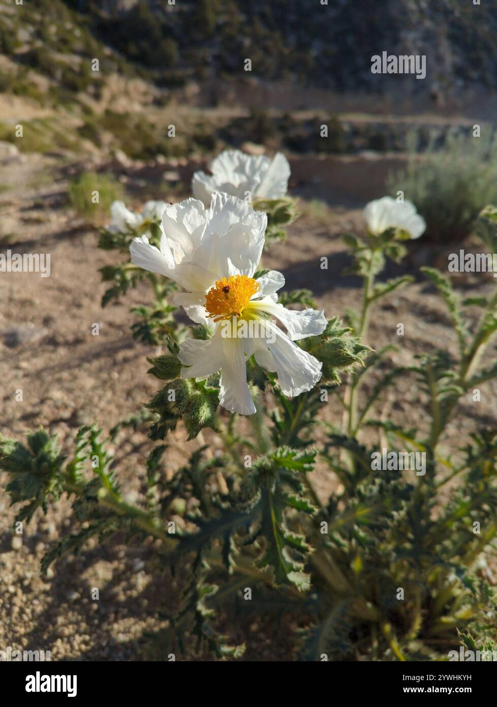 flatbud prickly poppy (Argemone munita Stock Photo - Alamy