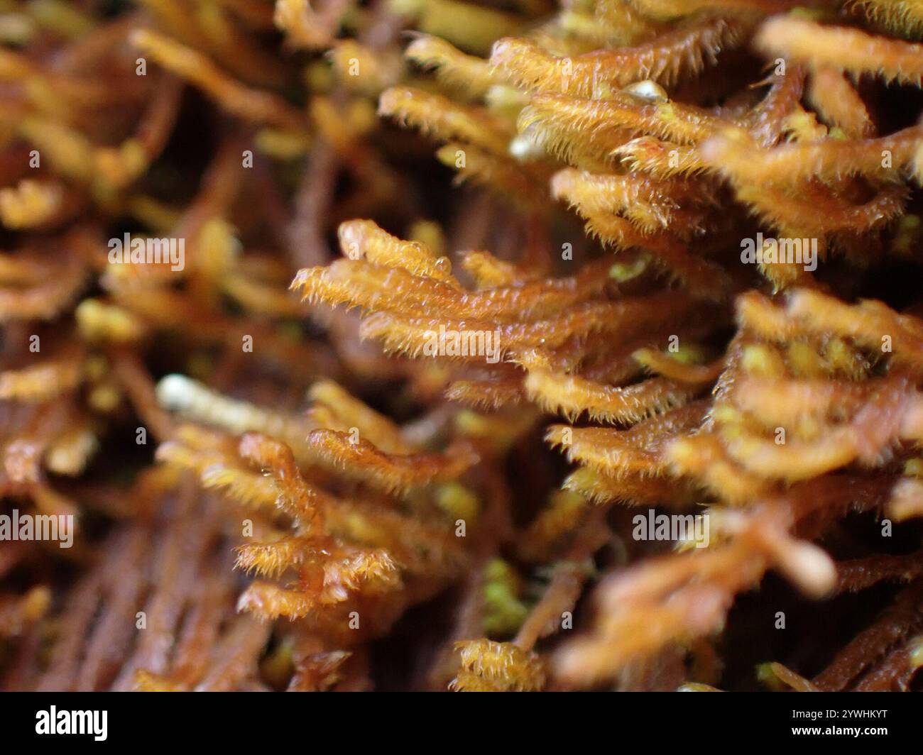 Bent Scissor-leaved Liverwort (Herbertus aduncus Stock Photo - Alamy